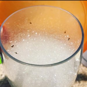 Easy Ways I Get Rid Of Gnats In My Kitchen - Homesnippets.com